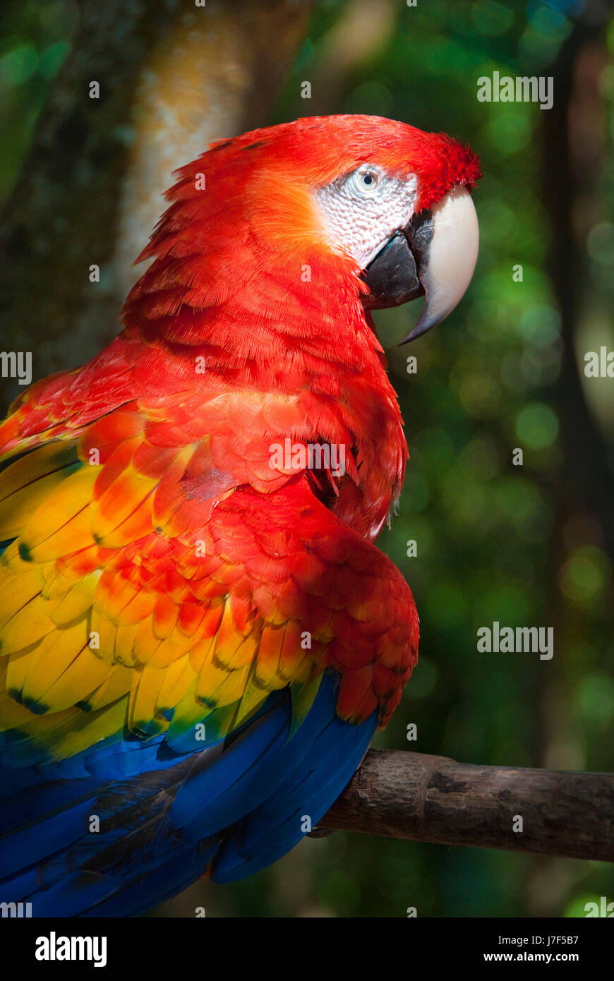 bird beak feather parrot talk speaking speaks spoken speak talking chat ...