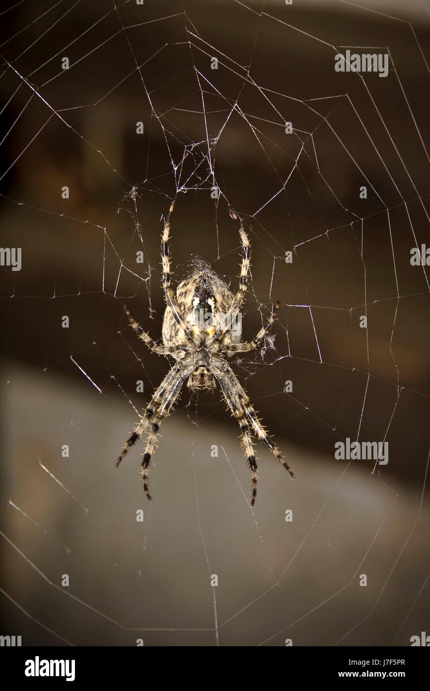 cross spider in its web Stock Photo - Alamy