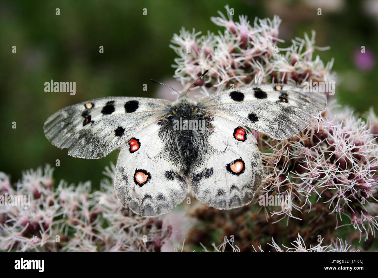 alpine apollo butterfly,high alpine apollo butterfly Stock Photo - Alamy