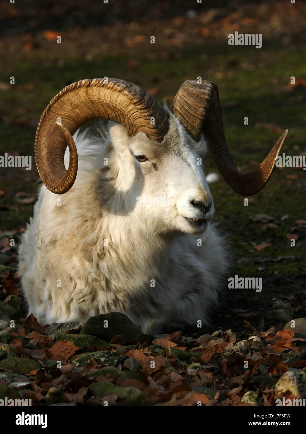 Dallschaf hi-res stock photography and images - Alamy