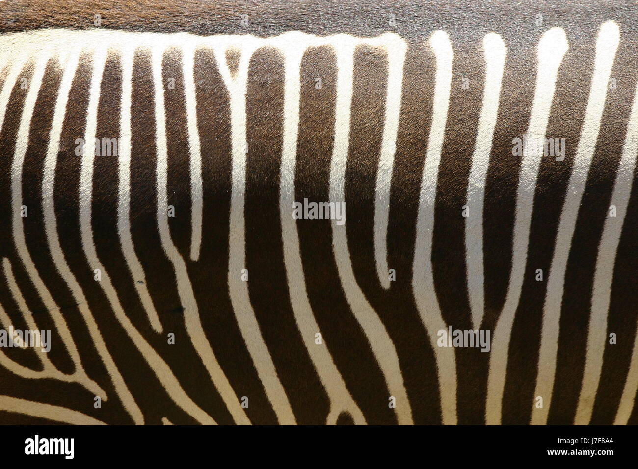 Zebra with white belly hi-res stock photography and images - Alamy