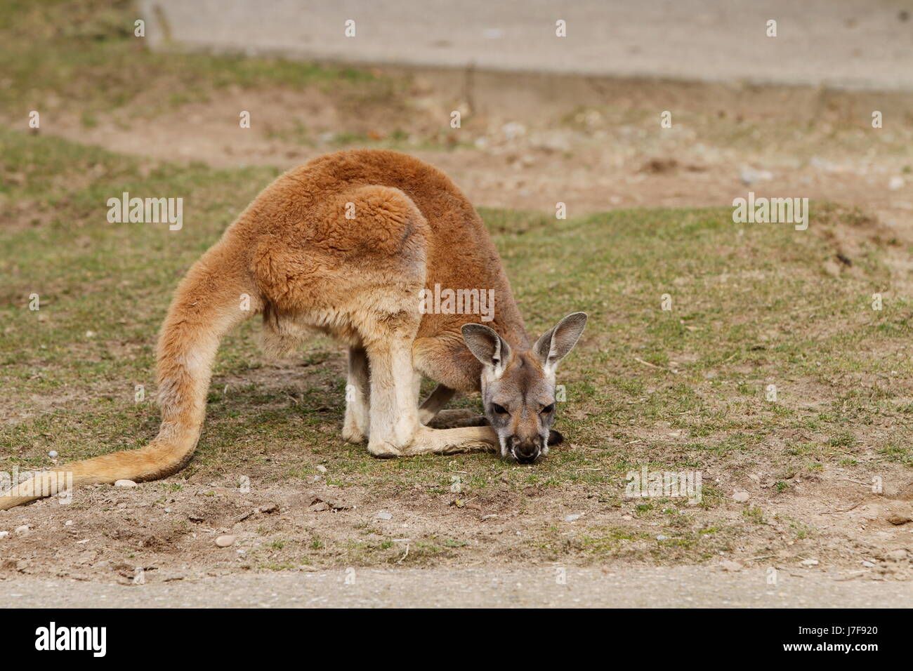 kangaroo in close Stock Photo - Alamy