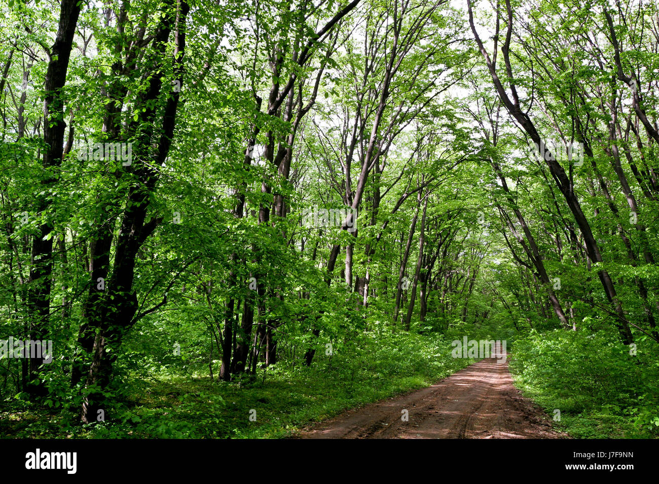 tree spring bouncing bounces hop skipping frisks jumping jump country ...