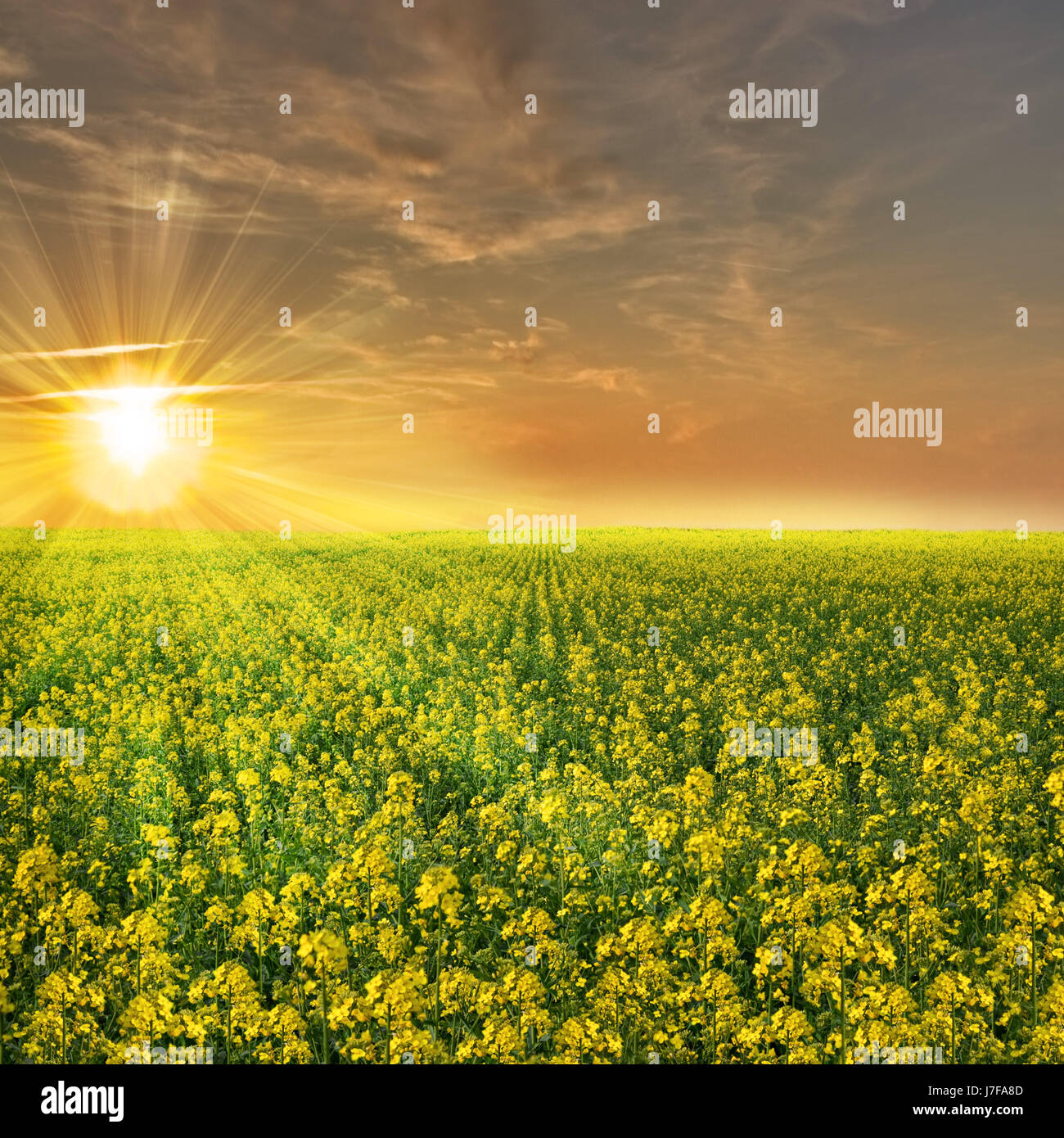 flower plant field summer summerly spring free shine shines bright lucent light Stock Photo - Alamy