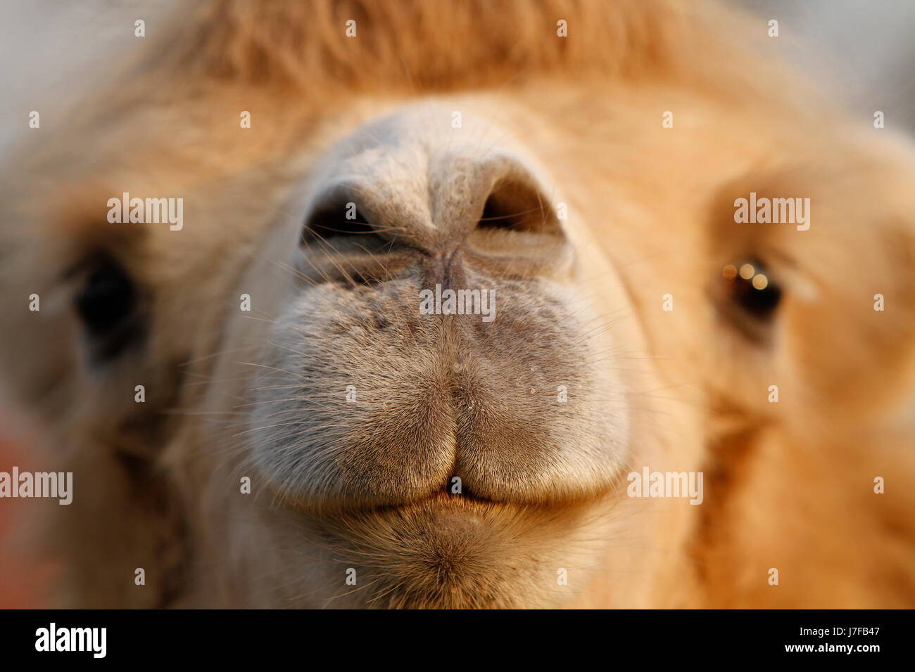 camel in close Stock Photo - Alamy