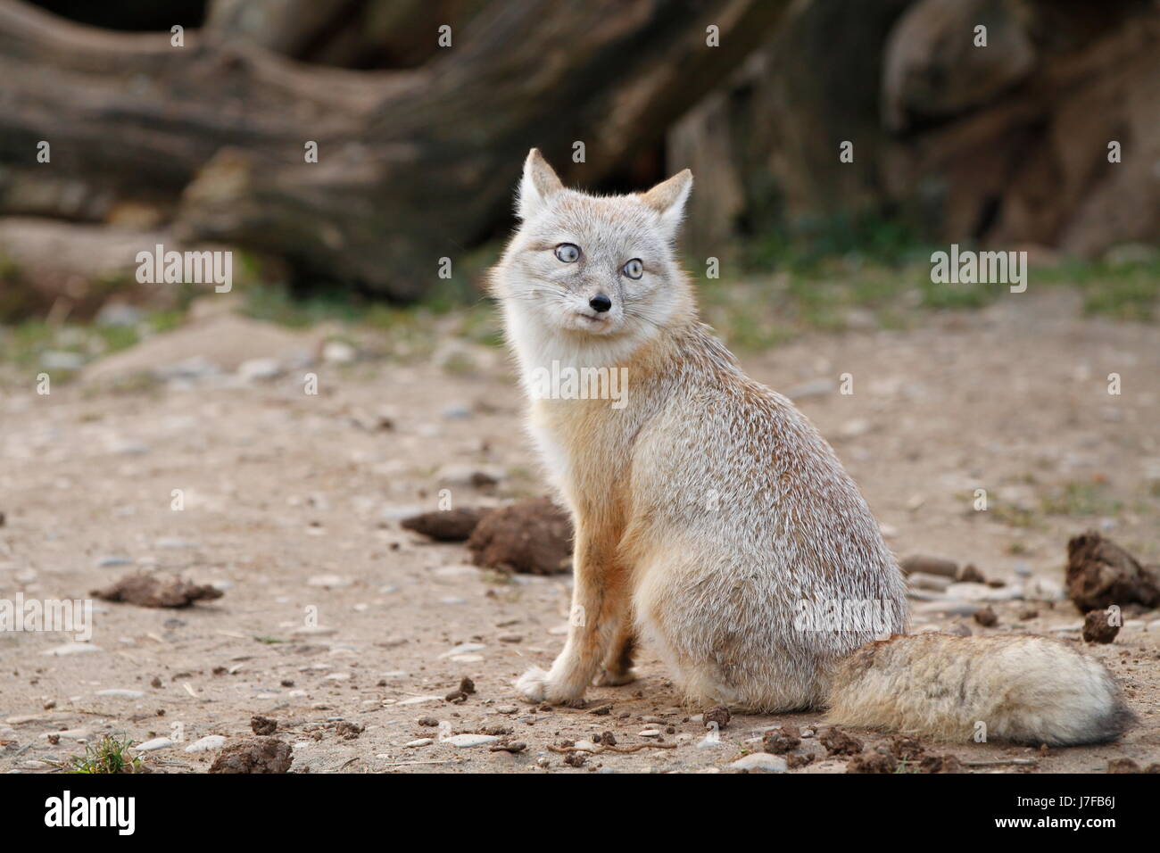 steppe fox in close Stock Photo - Alamy