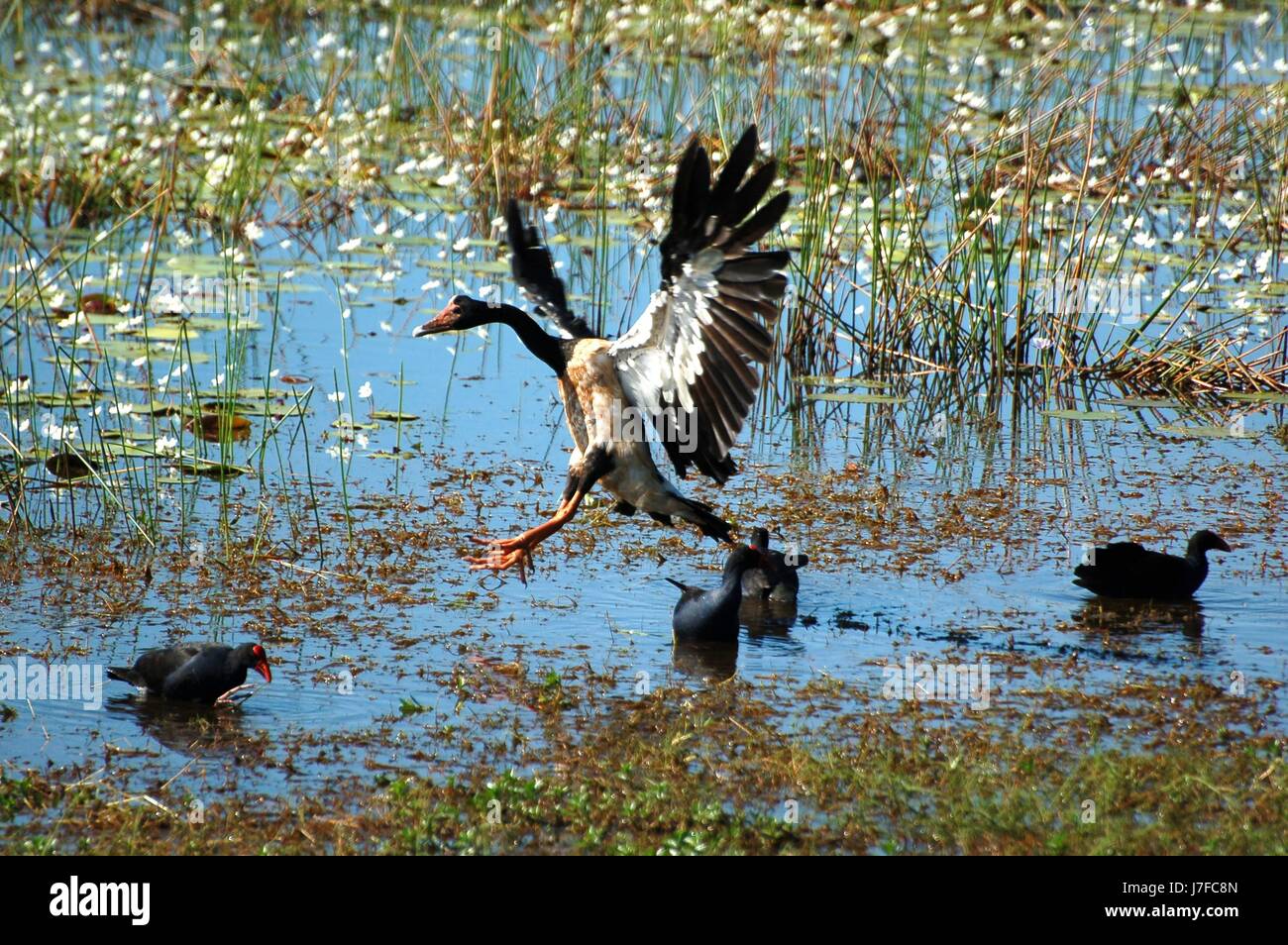 australia waterfowls geese waterfowl approach kakadu national park ...