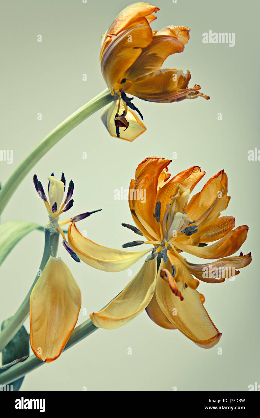 orange flower plant bloom blossom flourish flourishing tulip withers ...