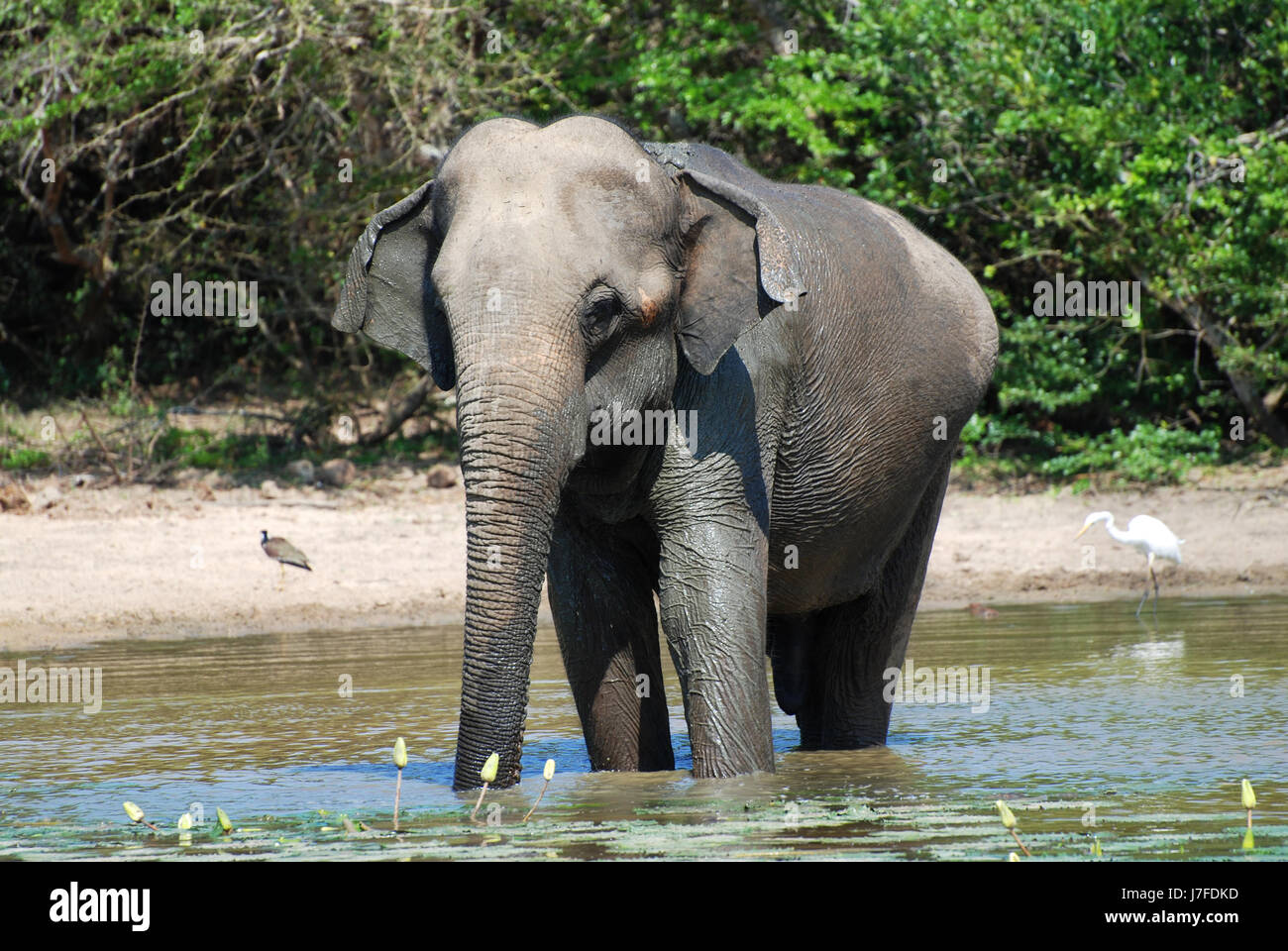 wild elephant big large enormous extreme powerful imposing immense ...
