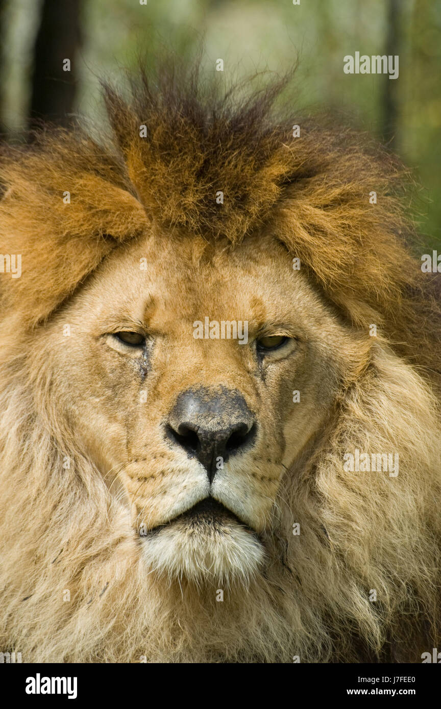 closeup animal mammal africa male masculine lion cat big cat feline ...