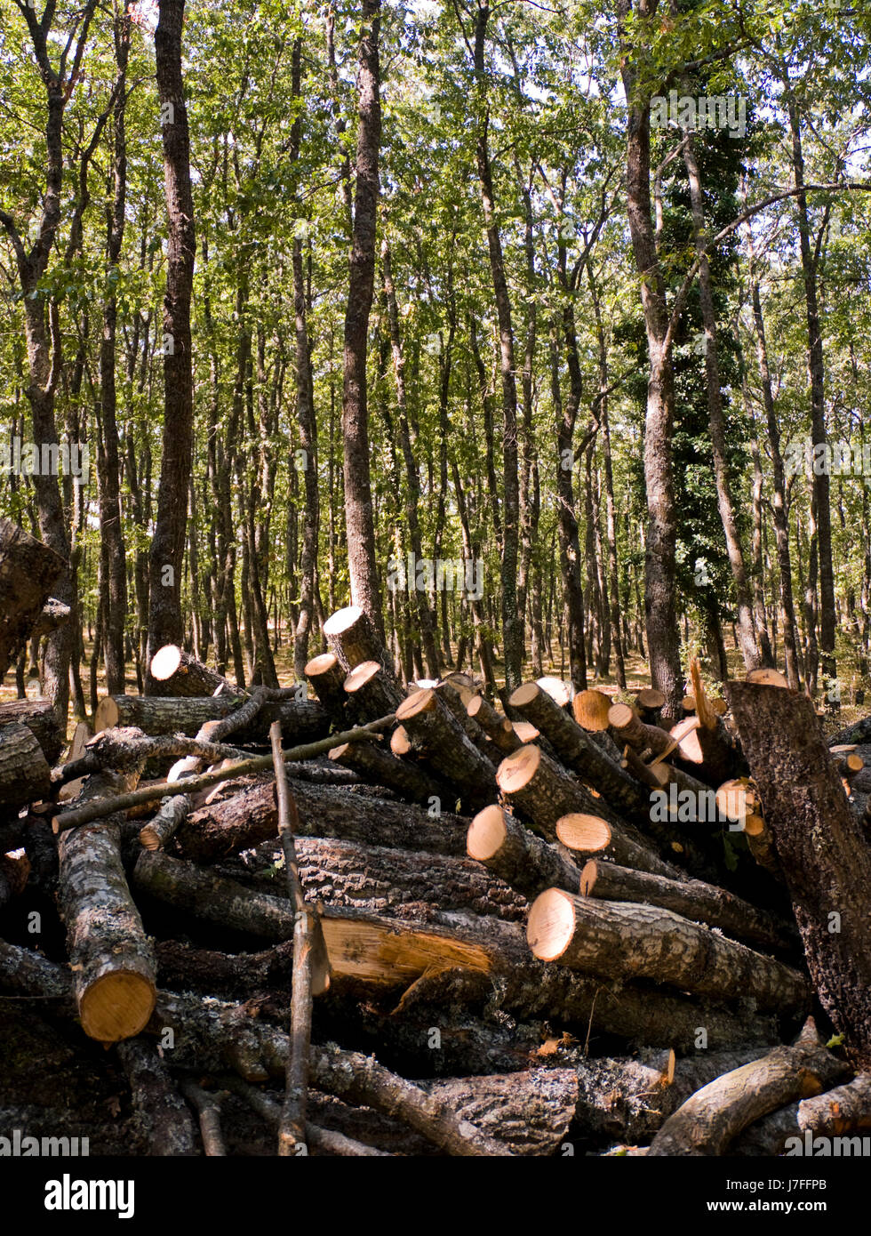 tree wood branches ecology deforestation logging preservation cutting ...
