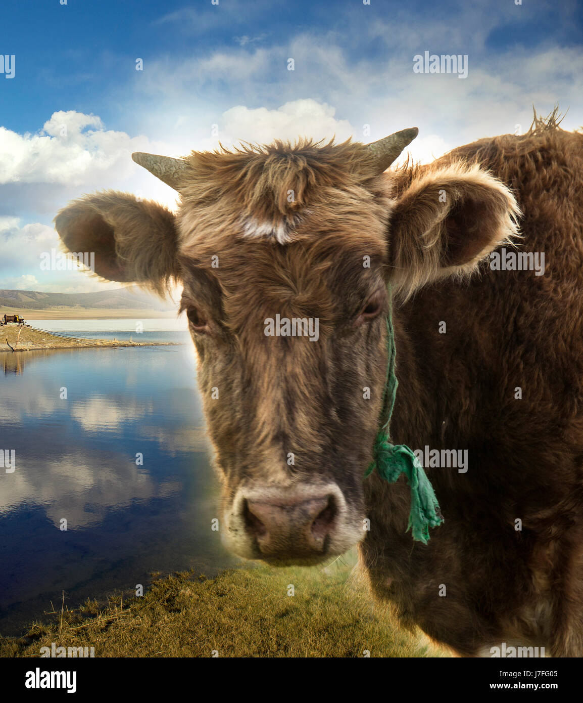Mongolian Cow. Lake Khövsgöl on background Stock Photo - Alamy