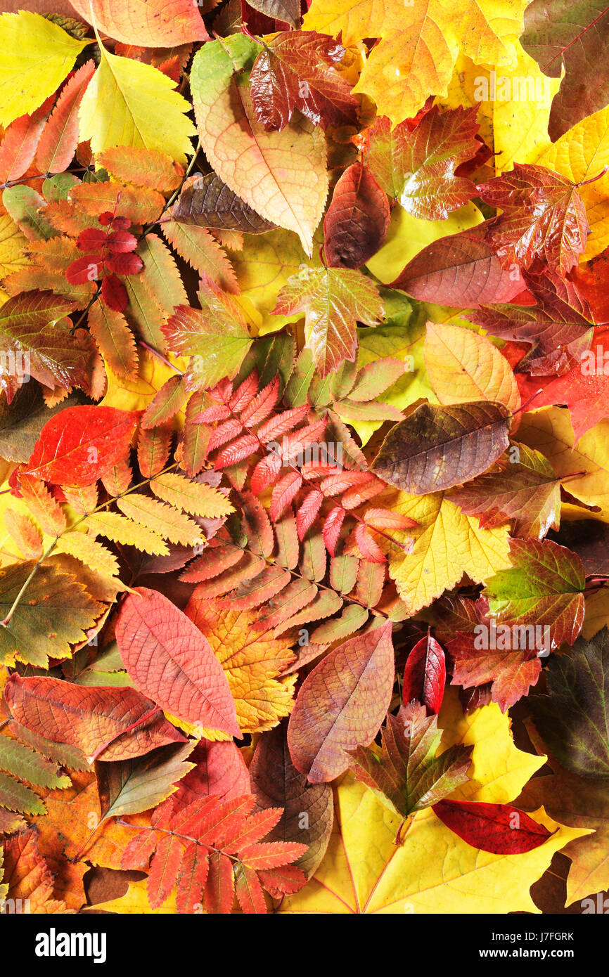 leaf colour leaves coloured colourful gorgeous multifarious richly ...