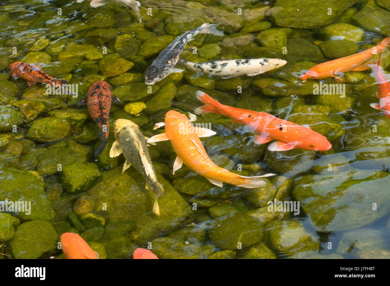 colour fish reflection look glancing see view looking peeking looking ...