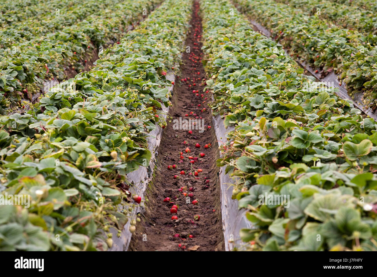 strawberry field santa cruz usa Stock Photo - Alamy