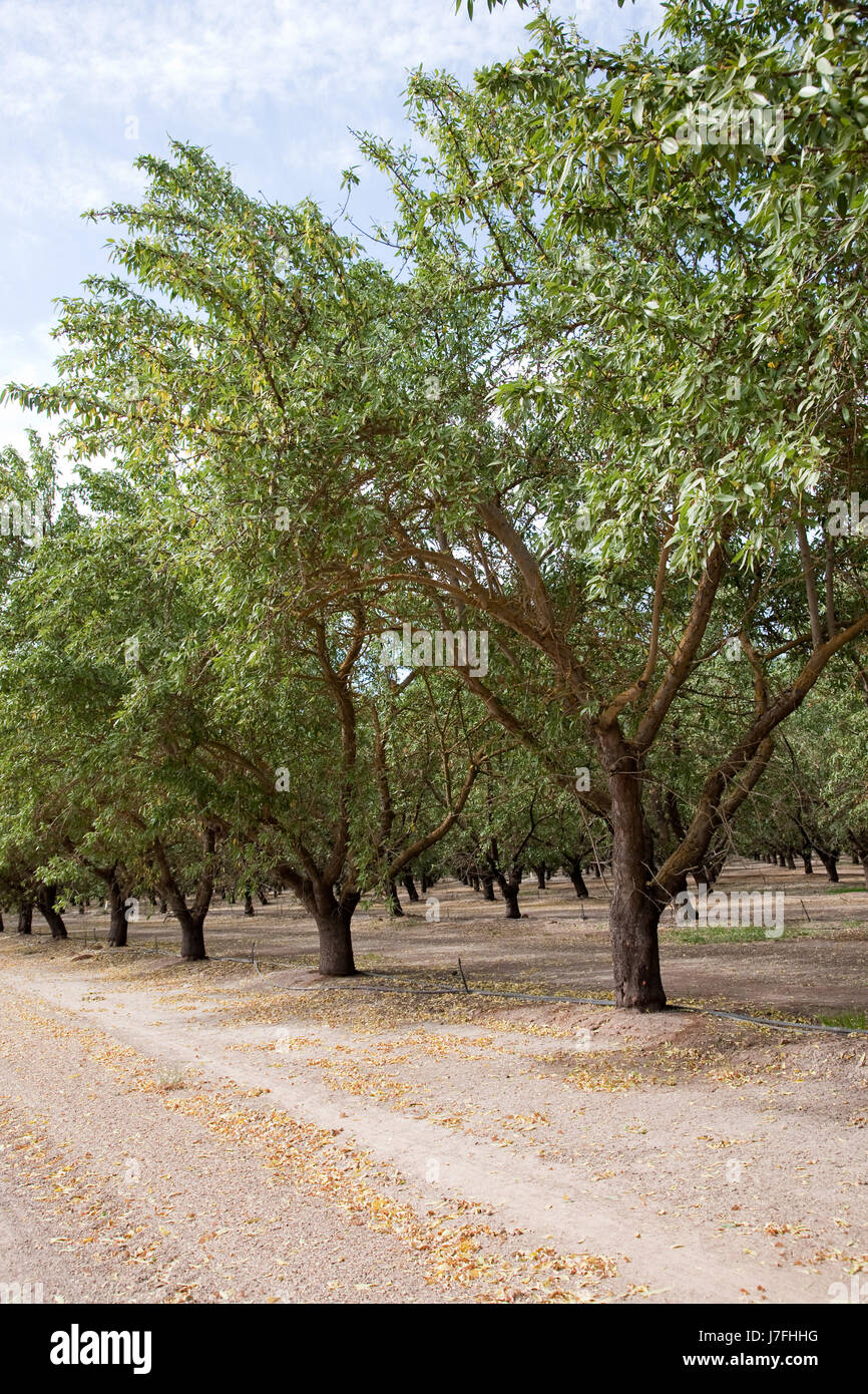 almond plantation usa Stock Photo - Alamy