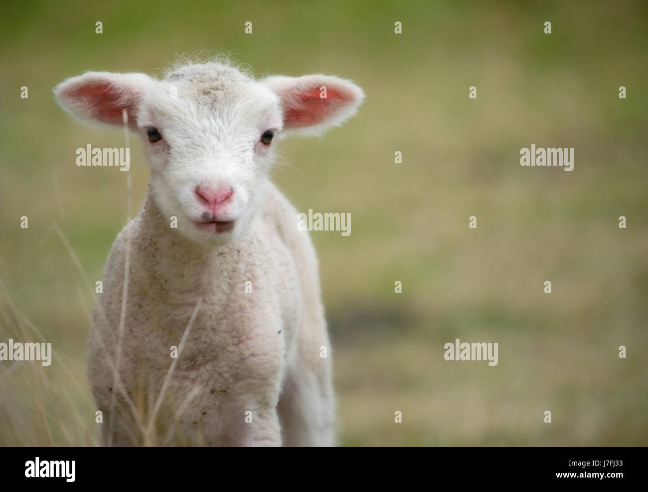 beautiful beauteously nice animal sheep farm cub baby woolly adorable ...