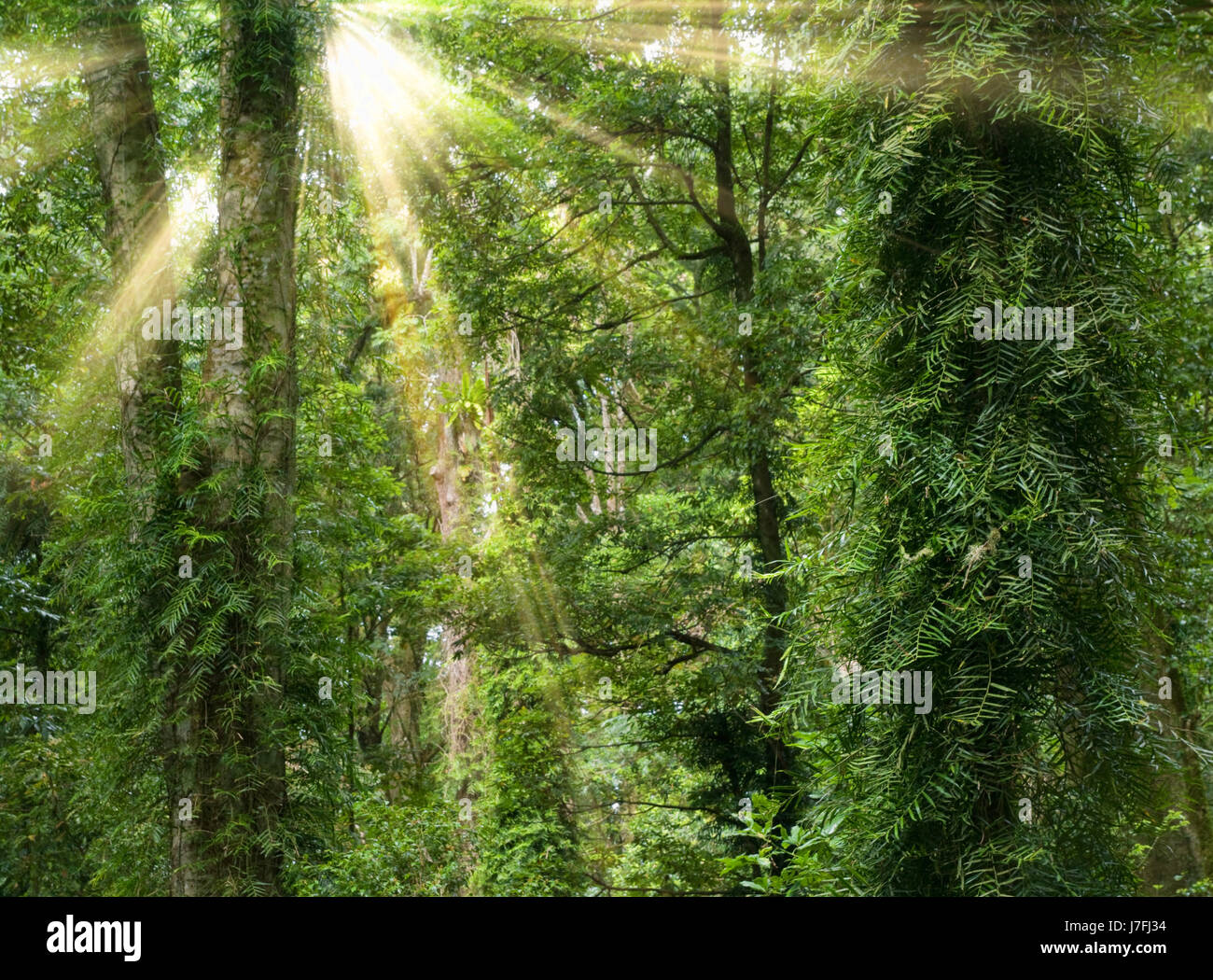 environment enviroment tree park sunlight sunshine fern national globe ...