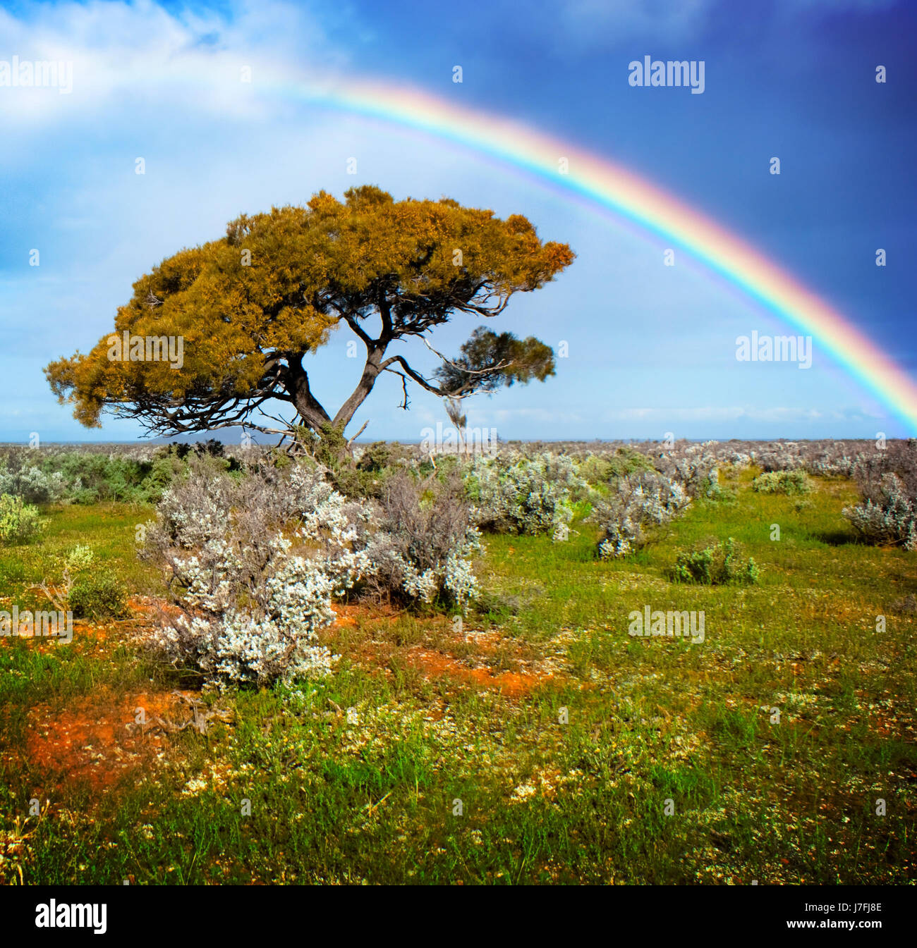 tree australia rainbow outback storm landscape scenery countryside ...