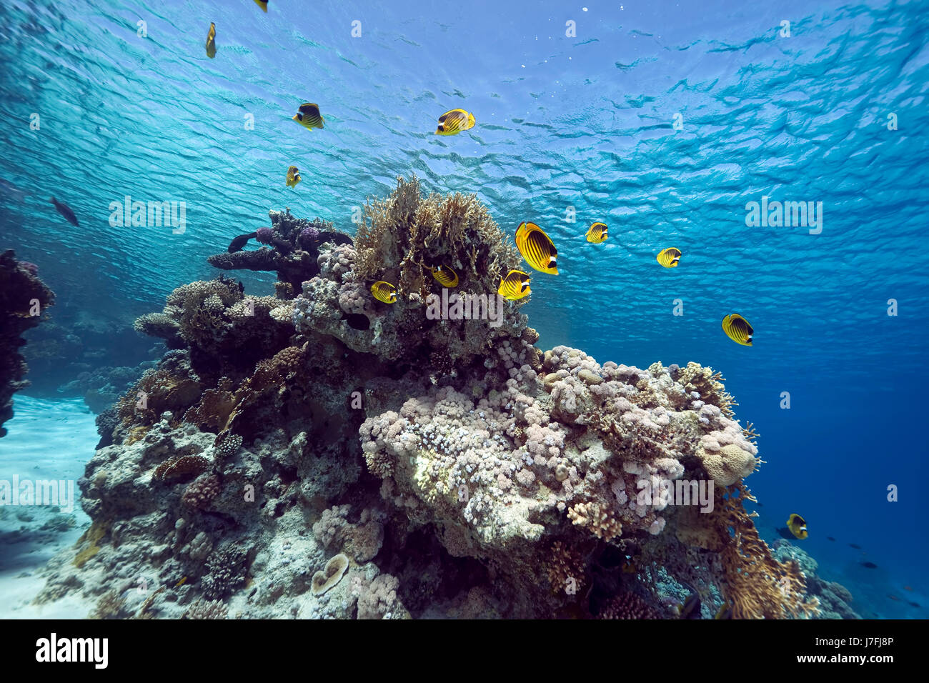 animal fish sunlight underwater colony exotic sunbeam egypt hard dive ...
