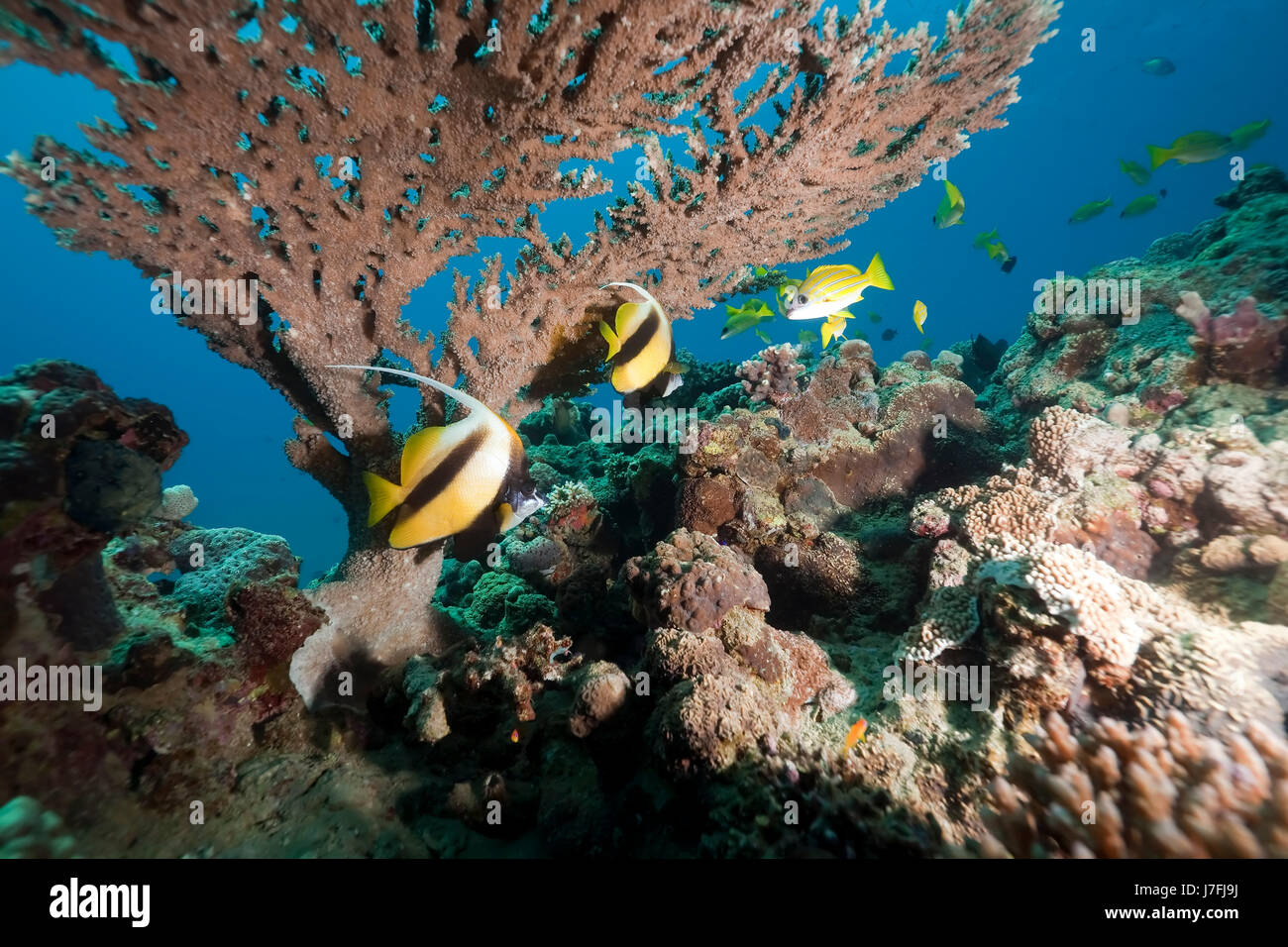 animal fish sunlight underwater colony exotic sunbeam egypt hard dive ...