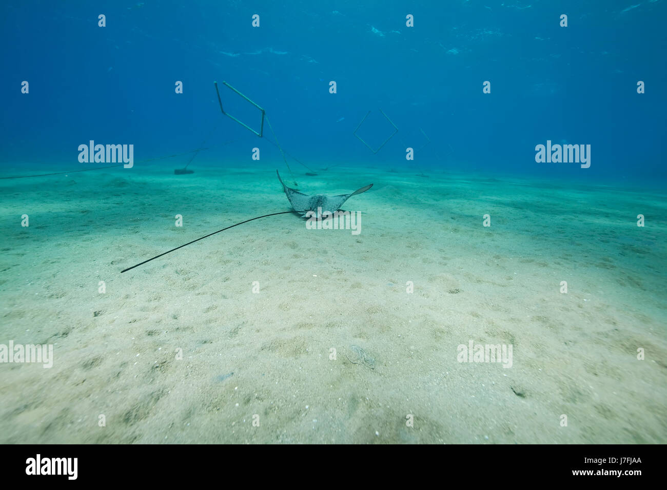 animal fish sunlight underwater colony exotic sunbeam egypt hard dive ...