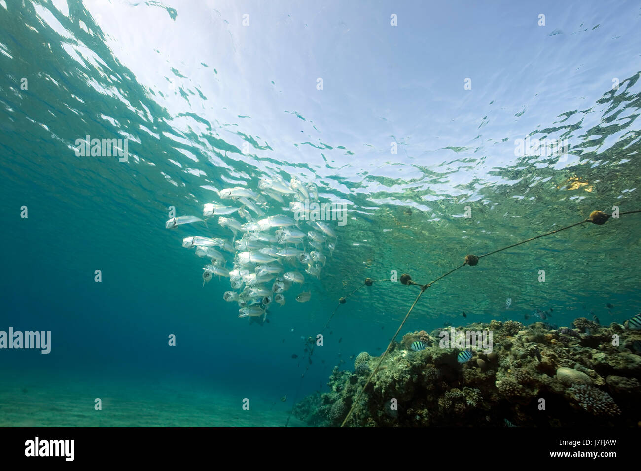 animal fish sunlight underwater colony exotic sunbeam egypt hard dive ...