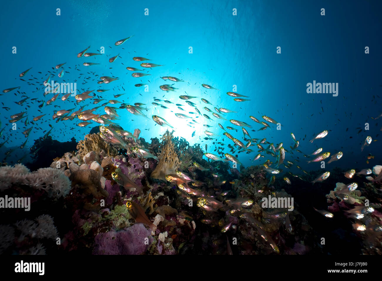 animal fish sunlight underwater colony exotic sunbeam egypt hard dive ...