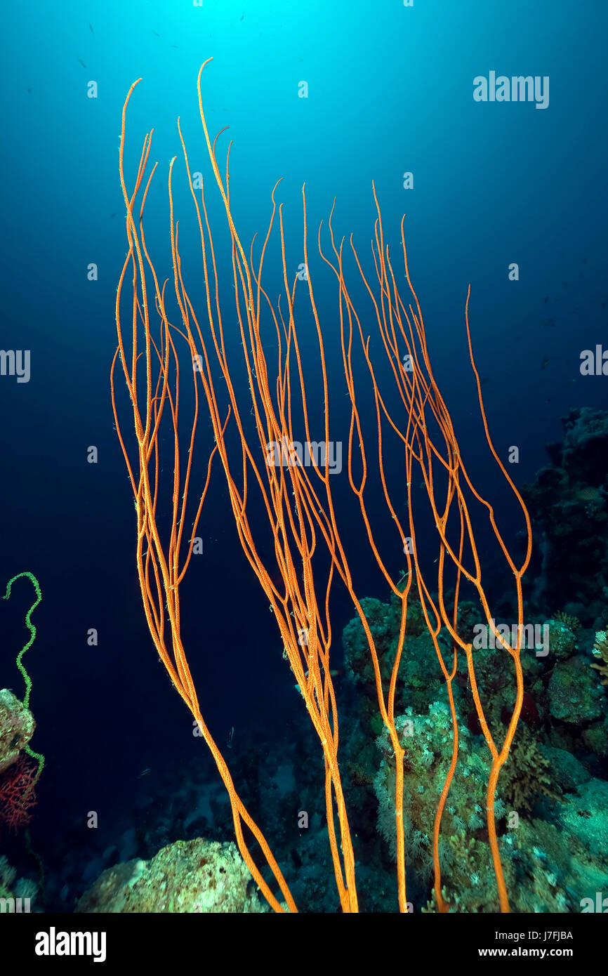 blue humans human beings people folk persons human human being motion ...