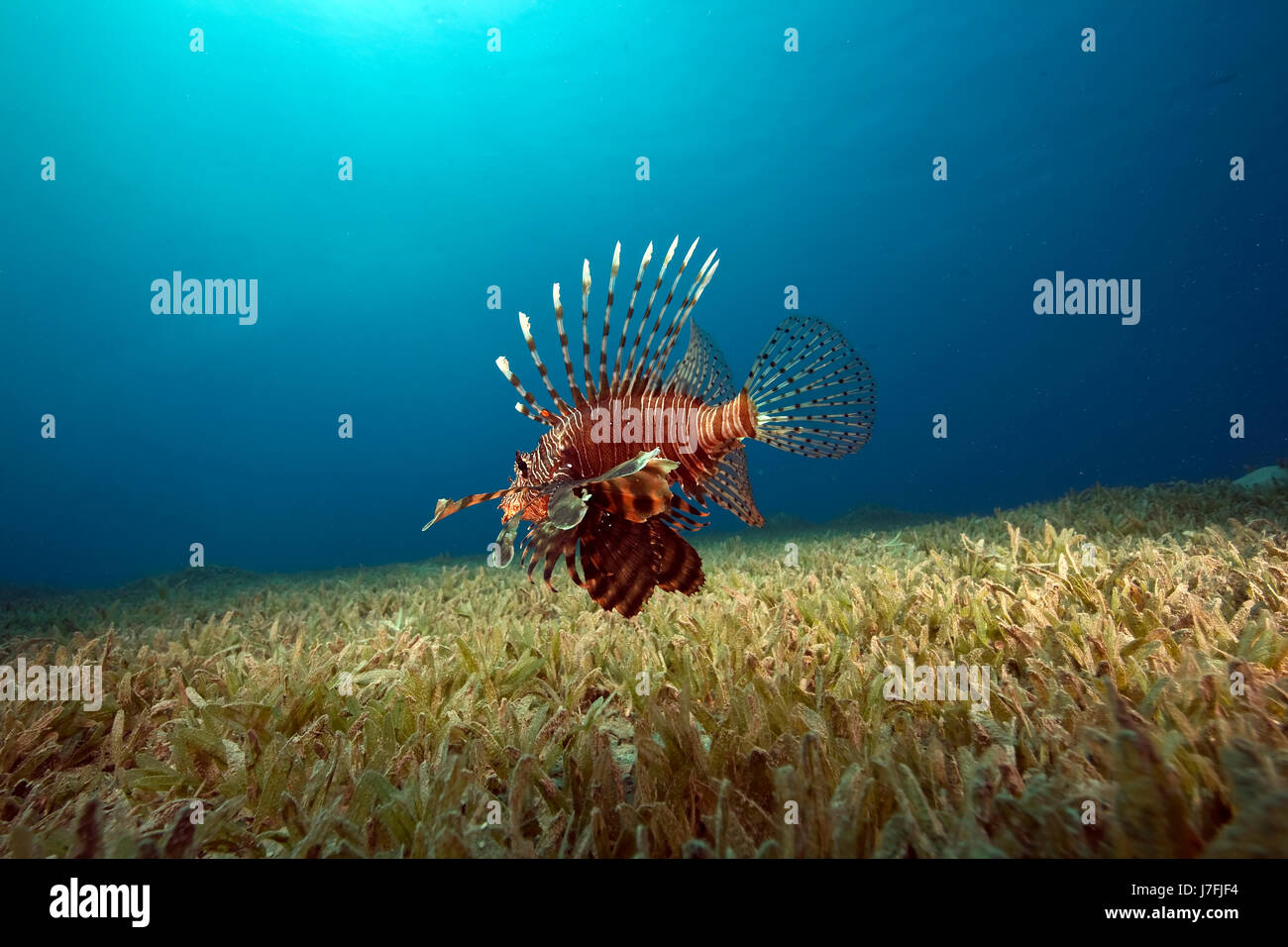 animal fish sunlight underwater colony exotic sunbeam egypt hard dive ...