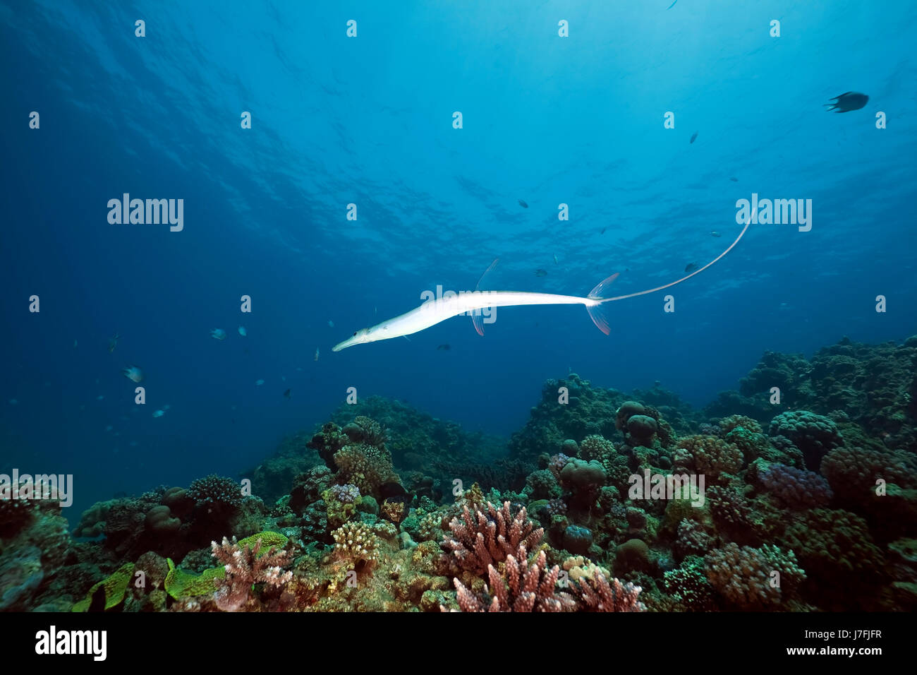 animal fish sunlight underwater colony exotic sunbeam egypt hard dive ...