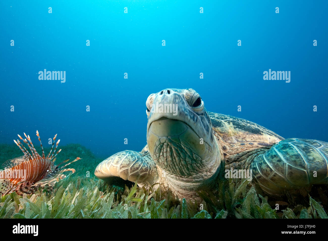 animal fish sunlight underwater colony exotic sunbeam egypt hard dive ...
