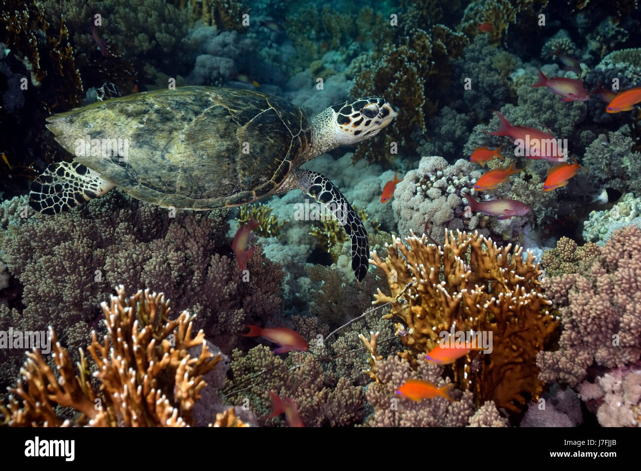 animal fish sunlight underwater colony exotic sunbeam egypt hard dive ...