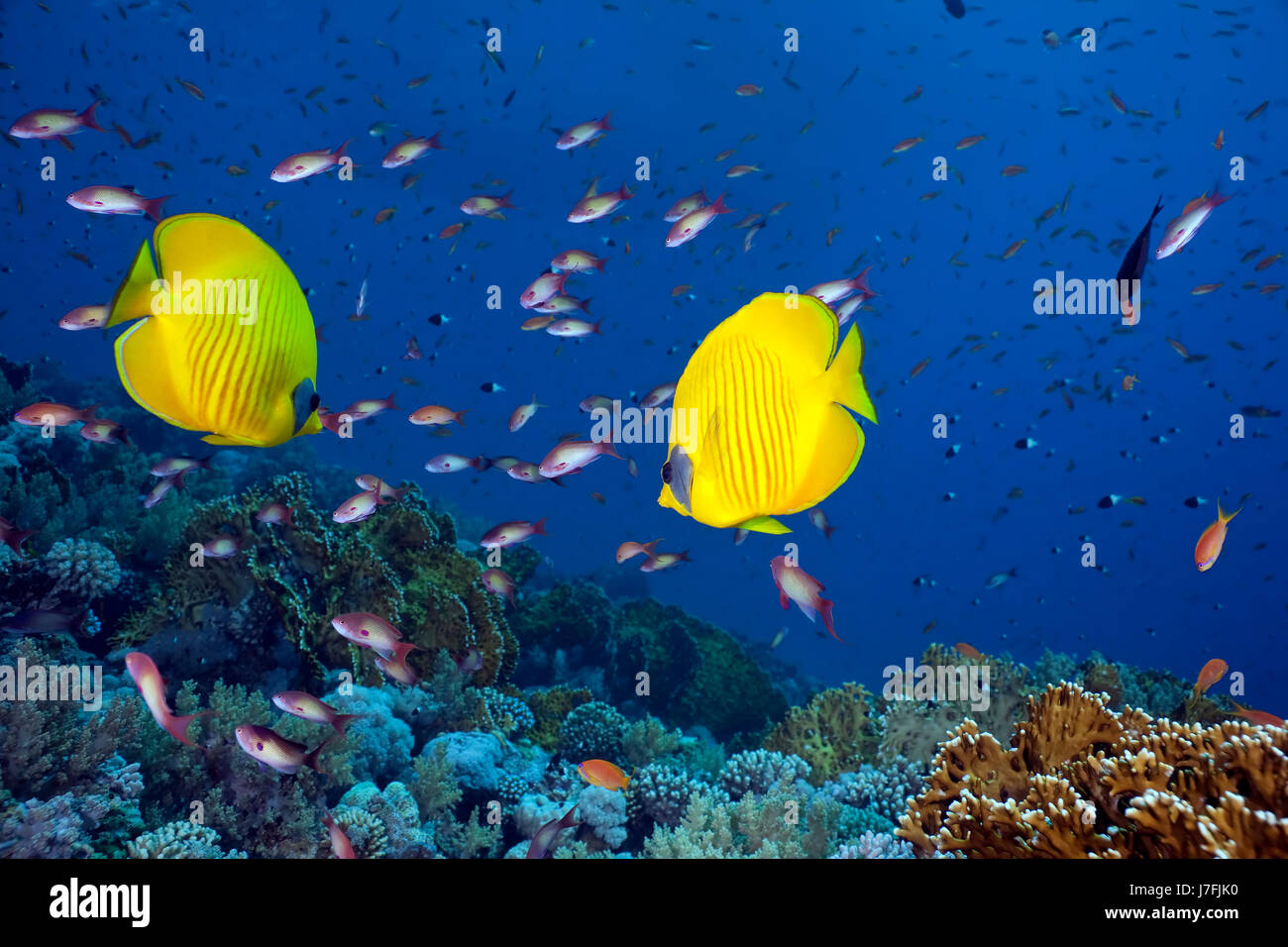 animal fish sunlight underwater colony exotic sunbeam egypt hard dive ...