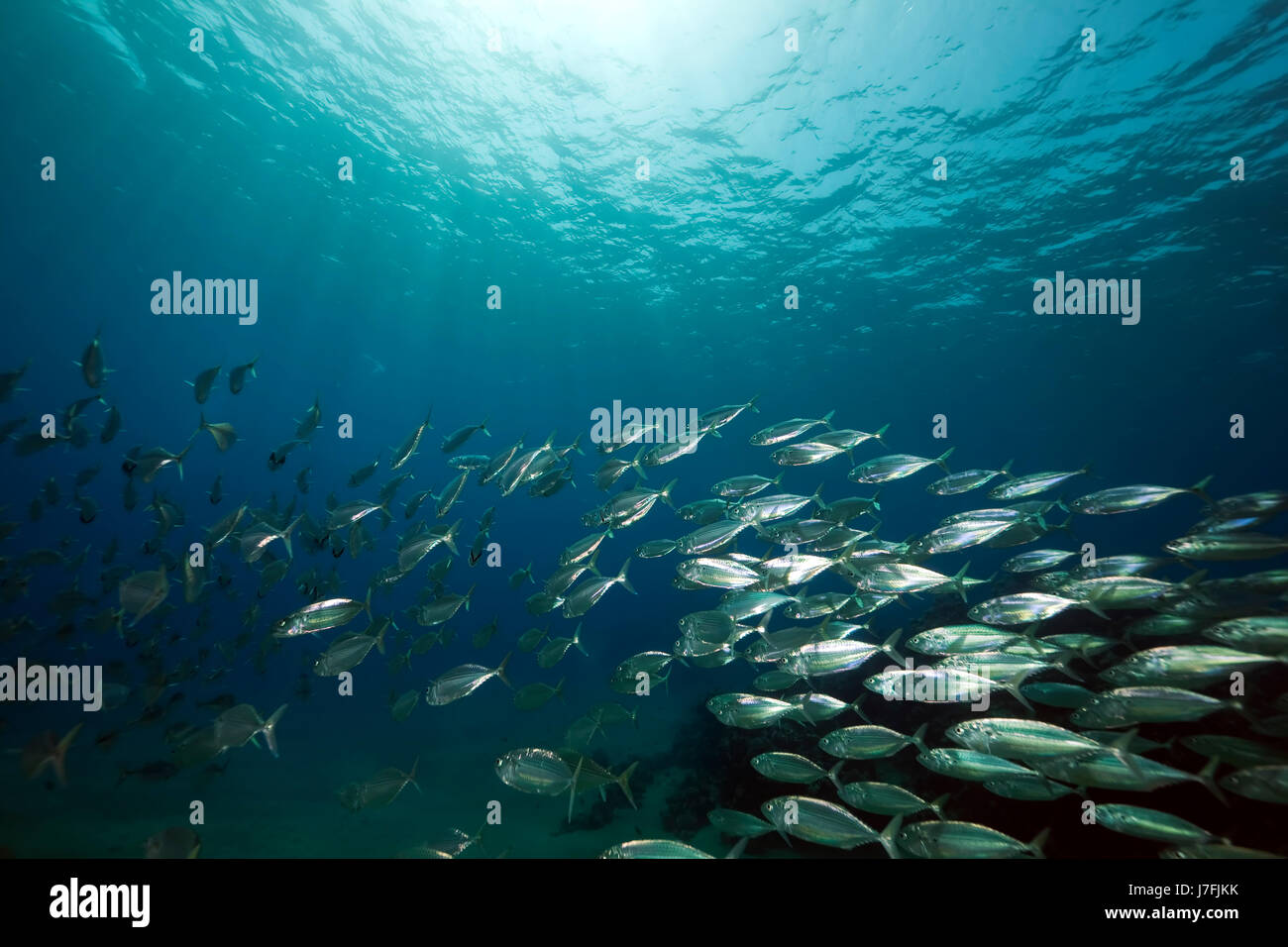 animal fish sunlight underwater colony exotic sunbeam egypt hard dive ...