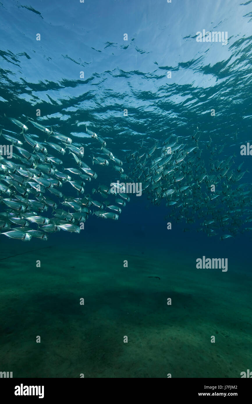 animal fish sunlight underwater colony exotic sunbeam egypt hard dive ...