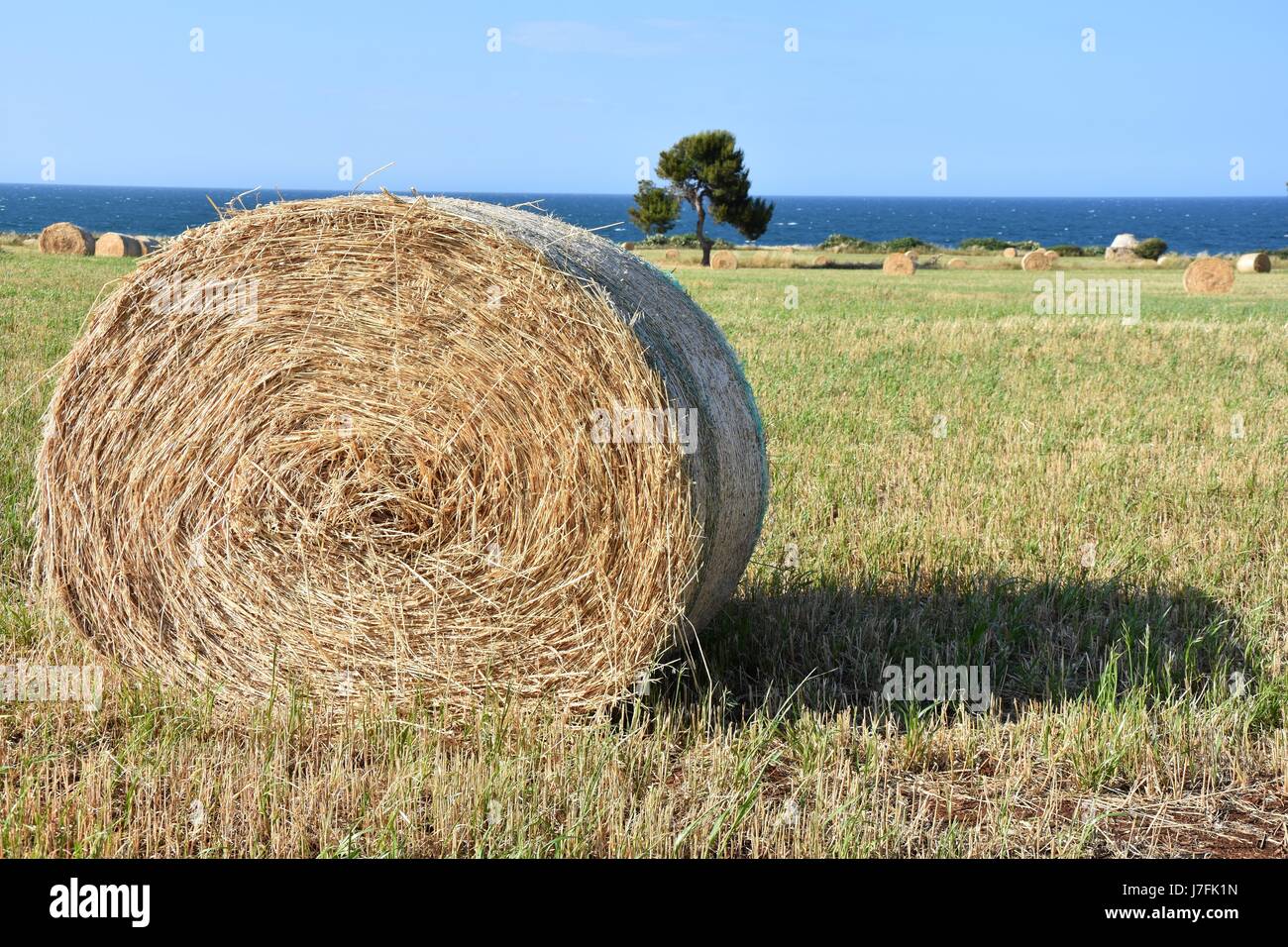 Round hay bales in a field by sea Stock Photo - Alamy