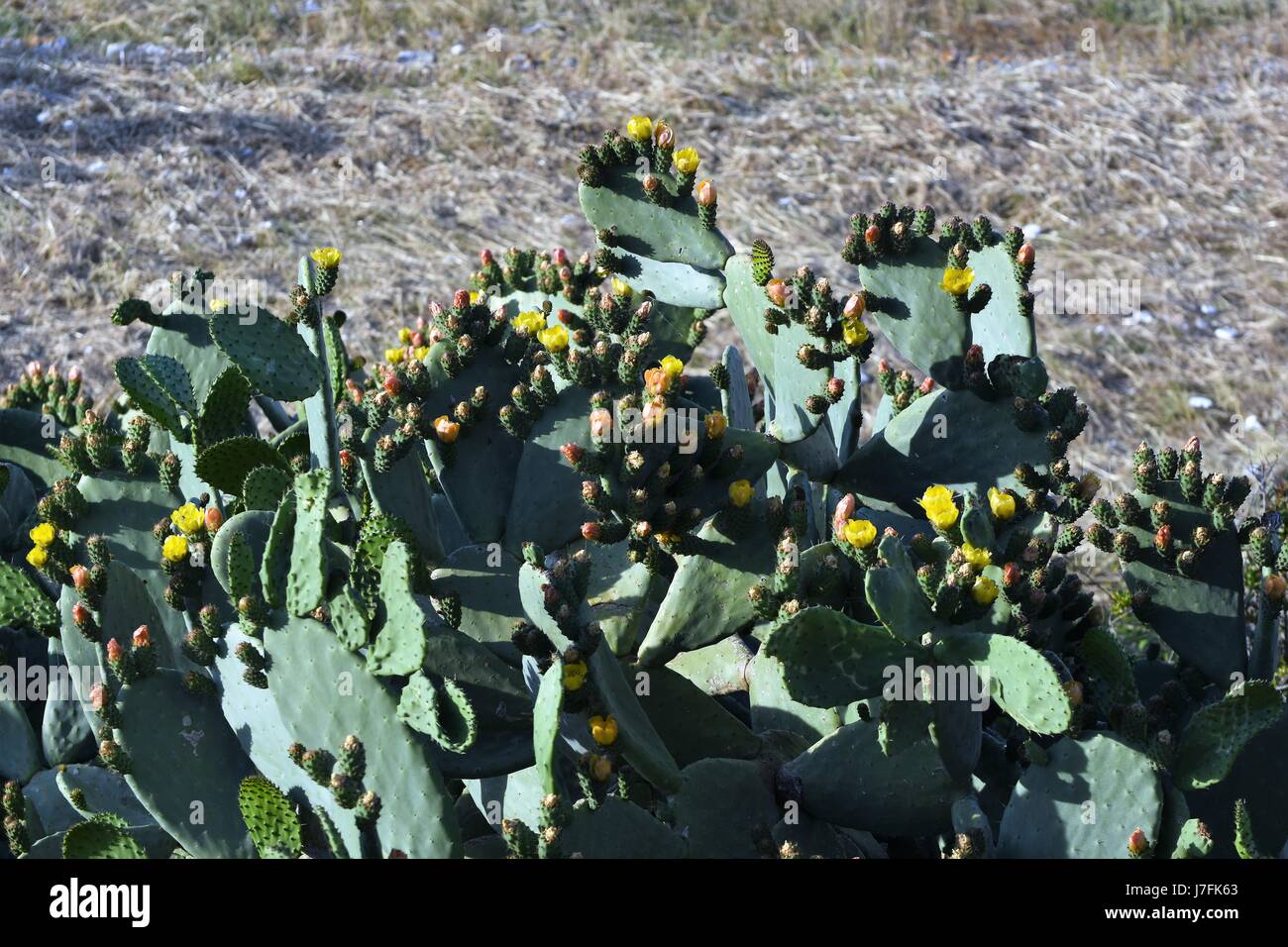 Prickly pear cactus in Puglia, italy Stock Photo - Alamy