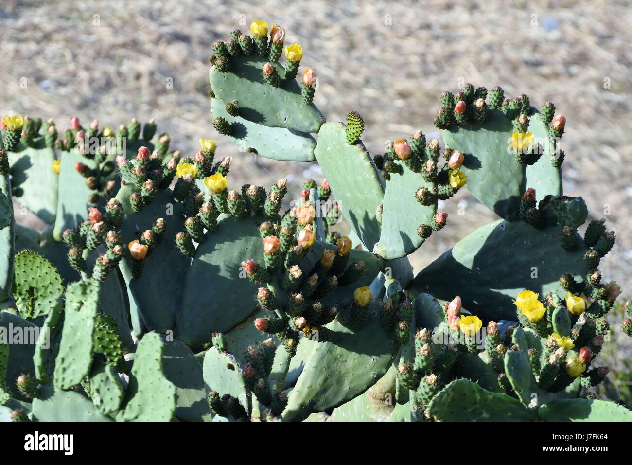 Prickly pear cactus in Puglia, italy Stock Photo - Alamy