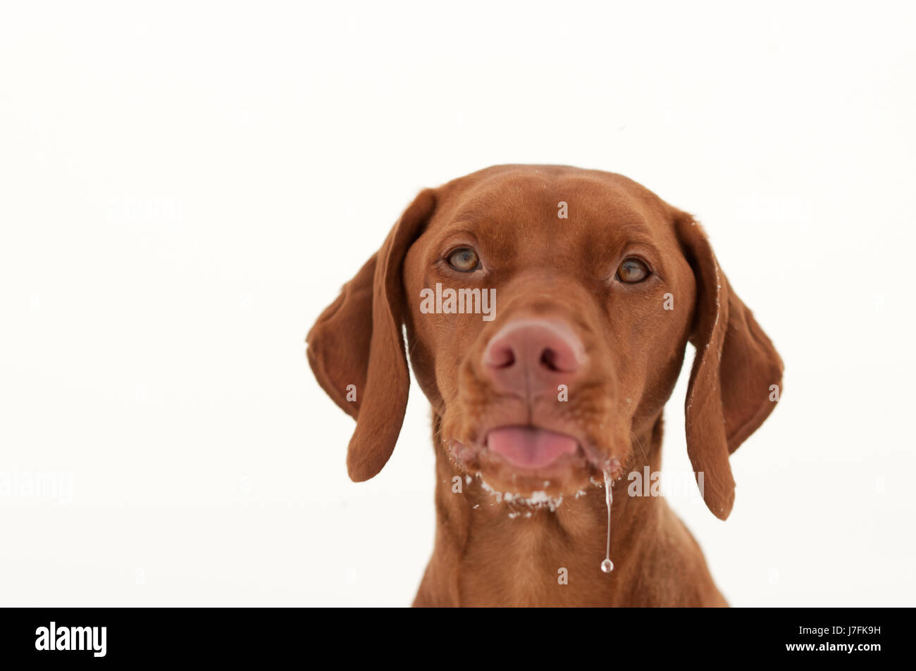pointer dog expression funny closeup animal pointer horizontal dog ...