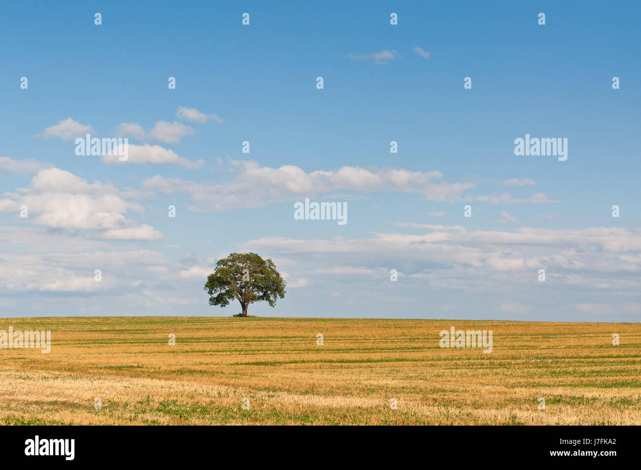 tree field solitude landscape scenery countryside nature outdoors tree ...
