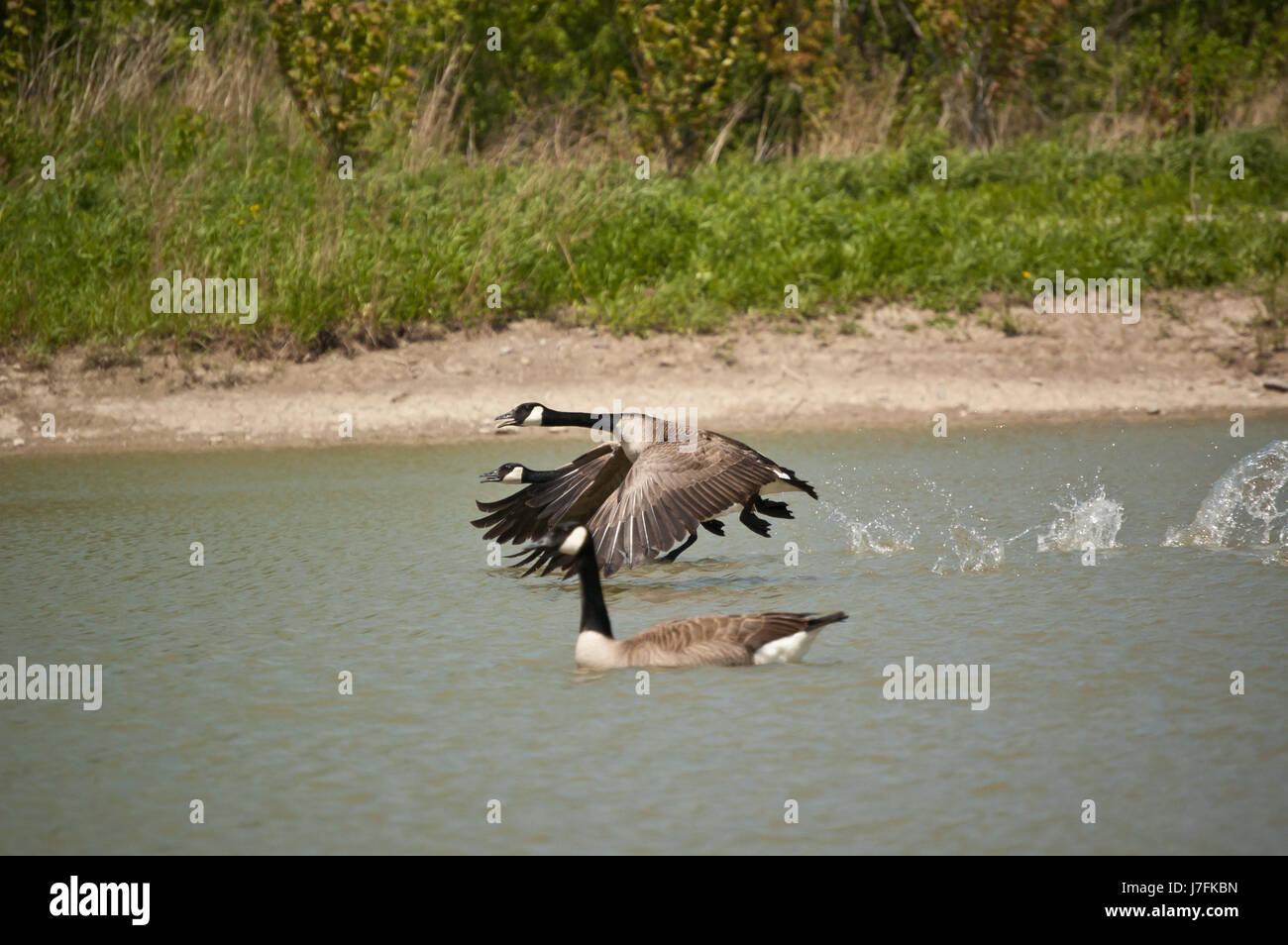 animals birds wildlife geese fresh water pond water nature animals ...