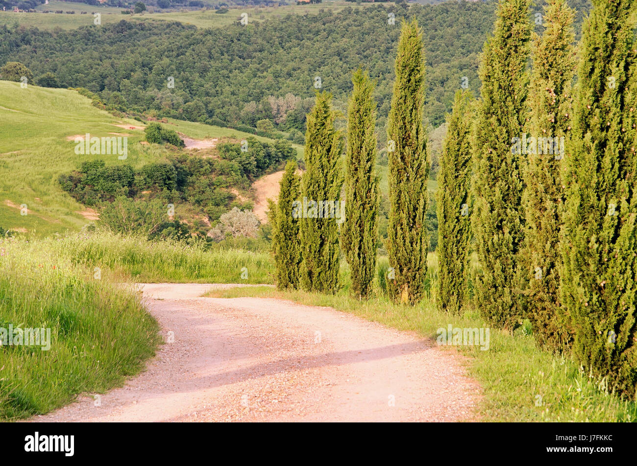 tree tuscany avenue cypress italy blue house building tree trees cloud ...