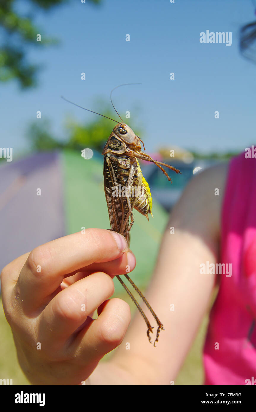 Grasshopper. Girl plays with large colorful grasshopper Stock Photo - Alamy