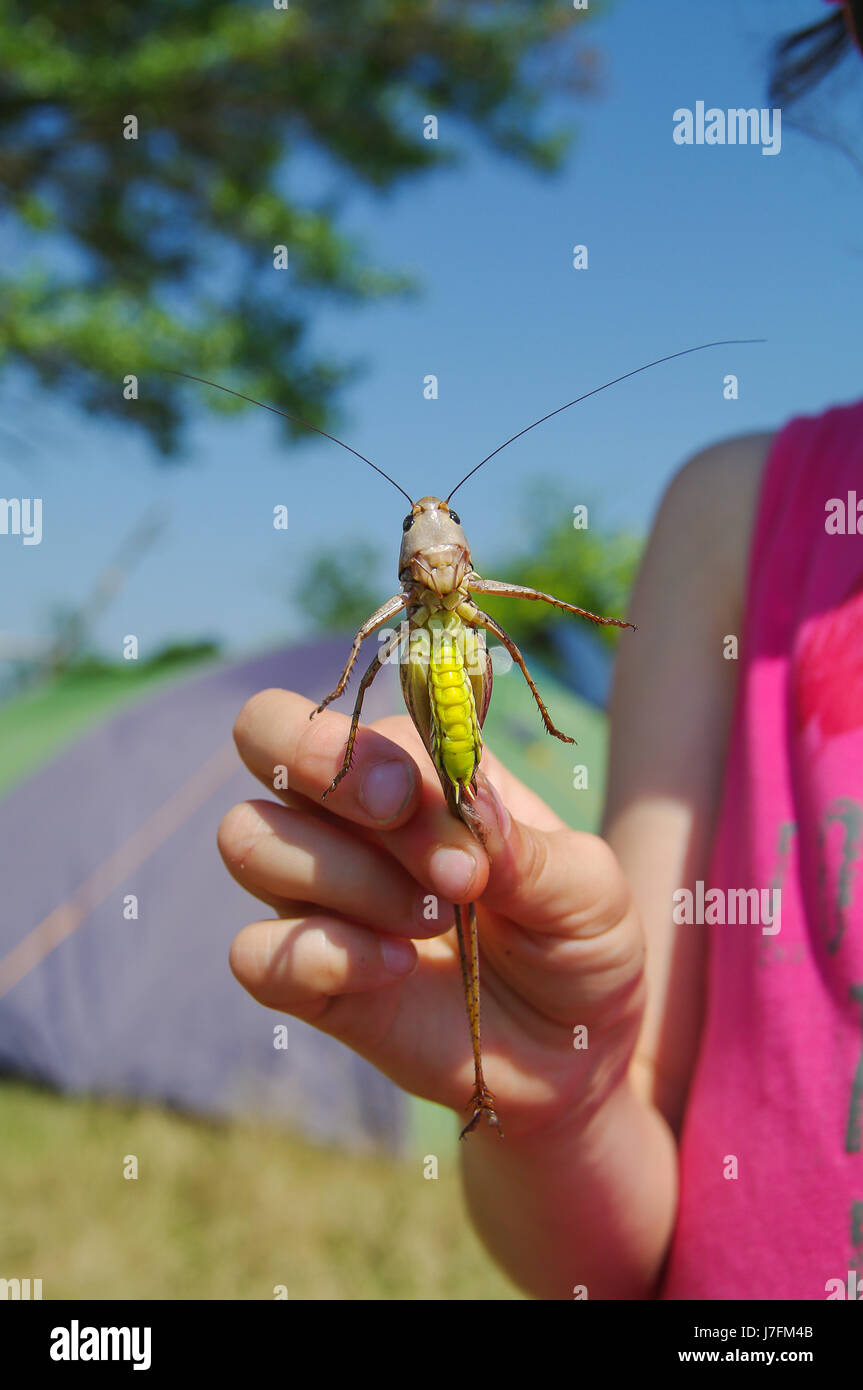 Grasshopper. Girl plays with large colorful grasshopper Stock Photo - Alamy