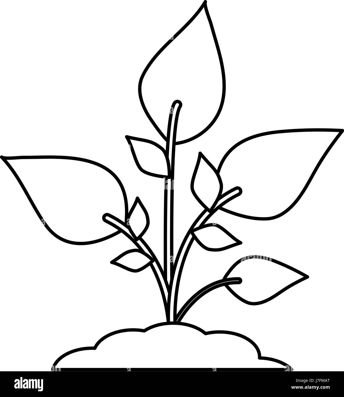 Home green leaves decoration Black and White Stock Photos & Images - Alamy