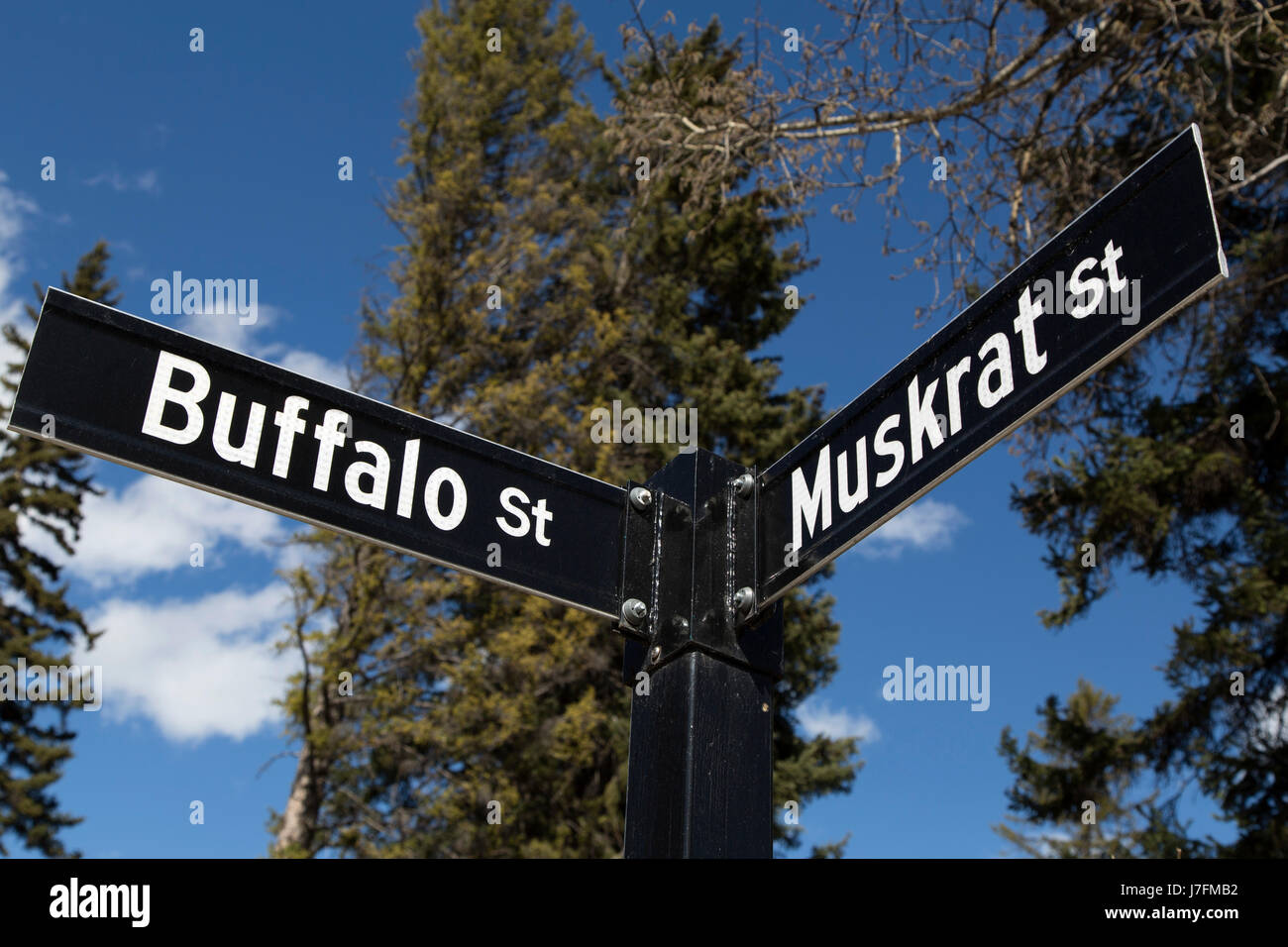 Muskrat street hi-res stock photography and images - Alamy