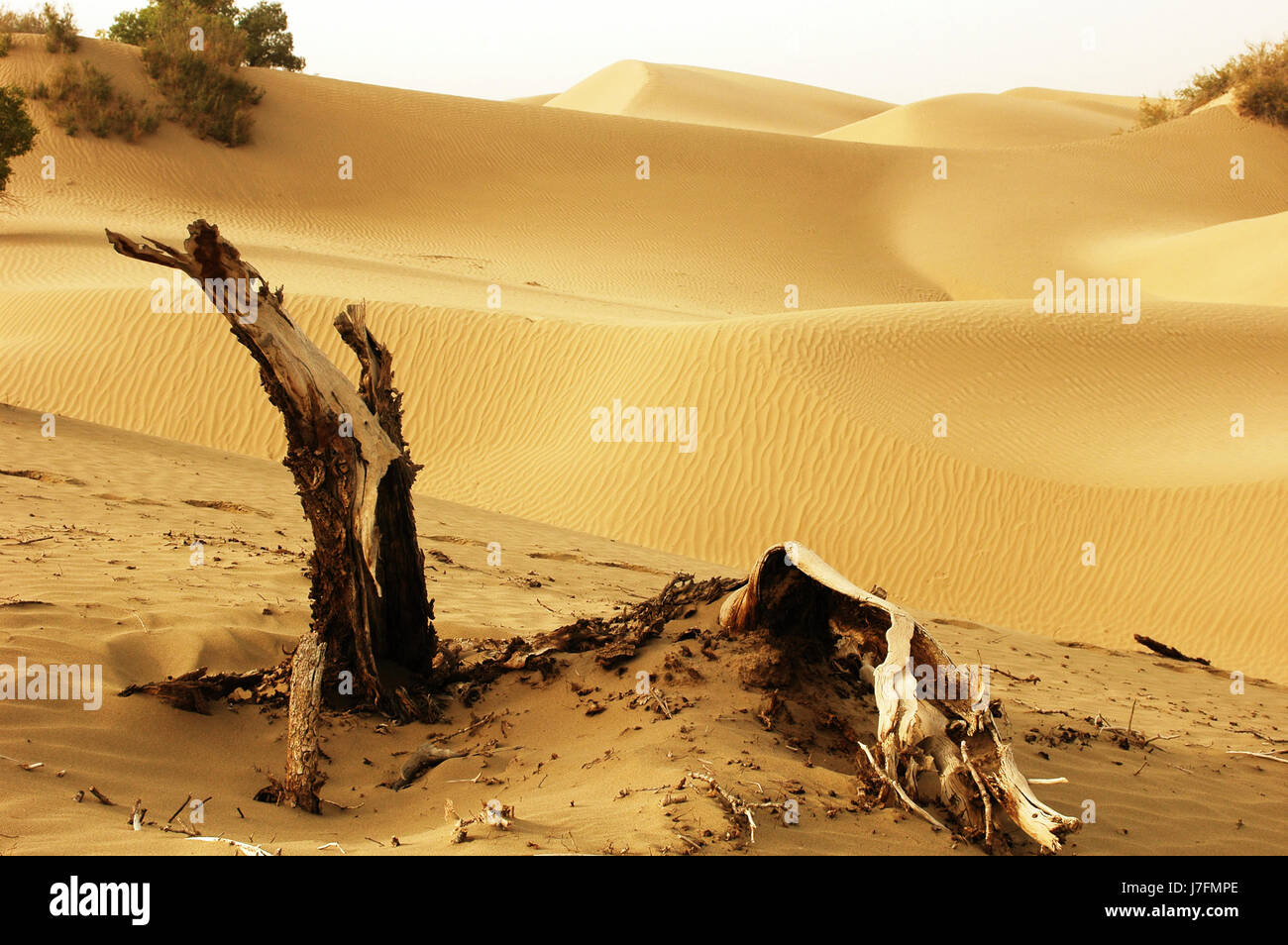 environment enviroment tree desert wasteland dry dried up barren ...