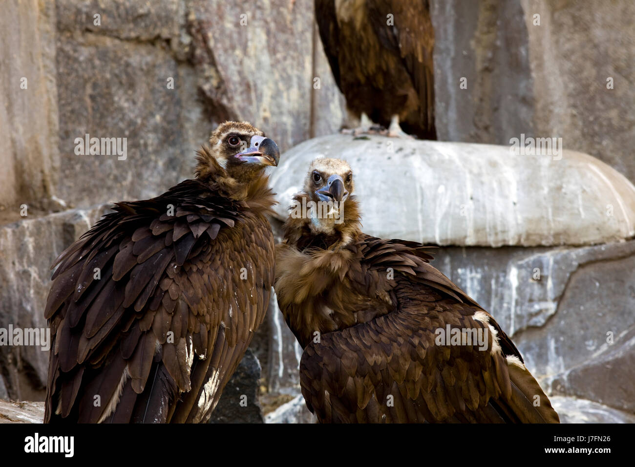 spare time free time leisure leisure time bird brown brownish brunette ...