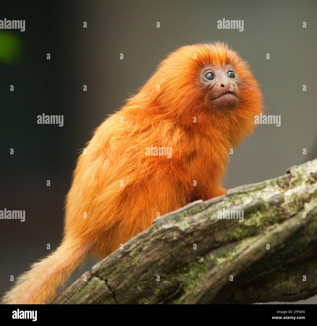 Baby Golden Lion Tamarin Monkey